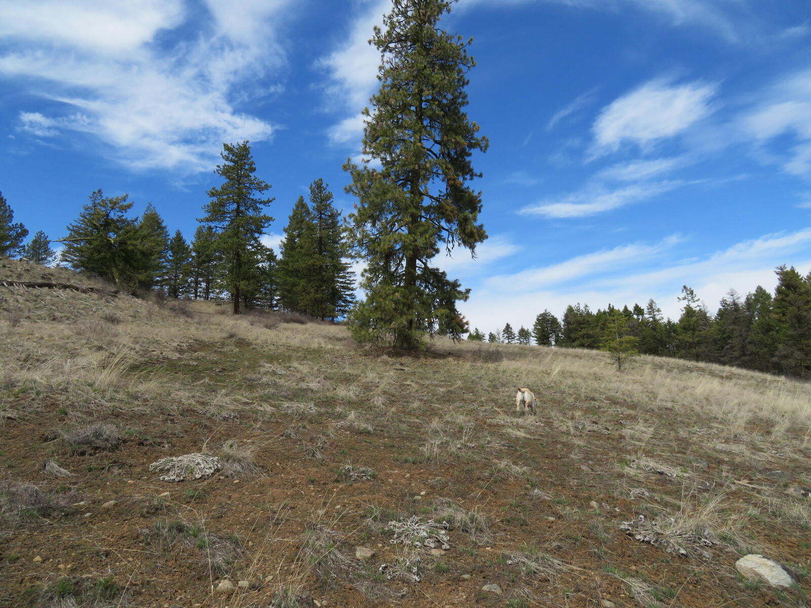 MLS#38198: Tbd Union Ridge Rd, Republic, WA 99166